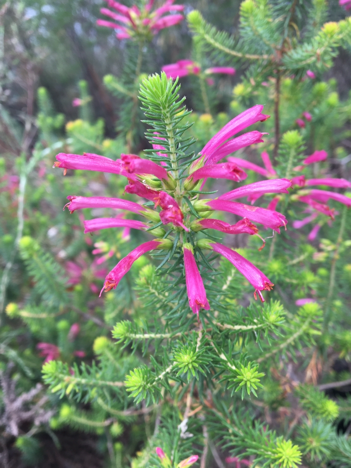 Erica abietina L.