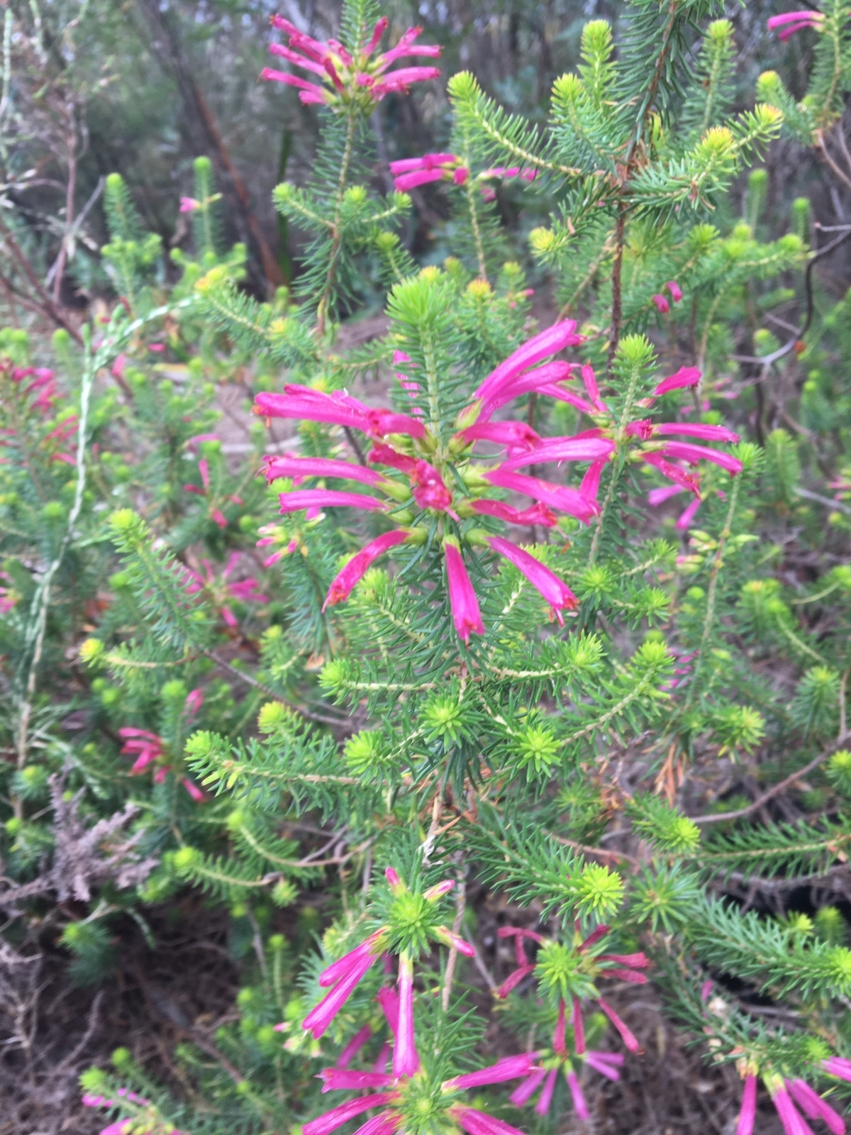 Erica abietina L.