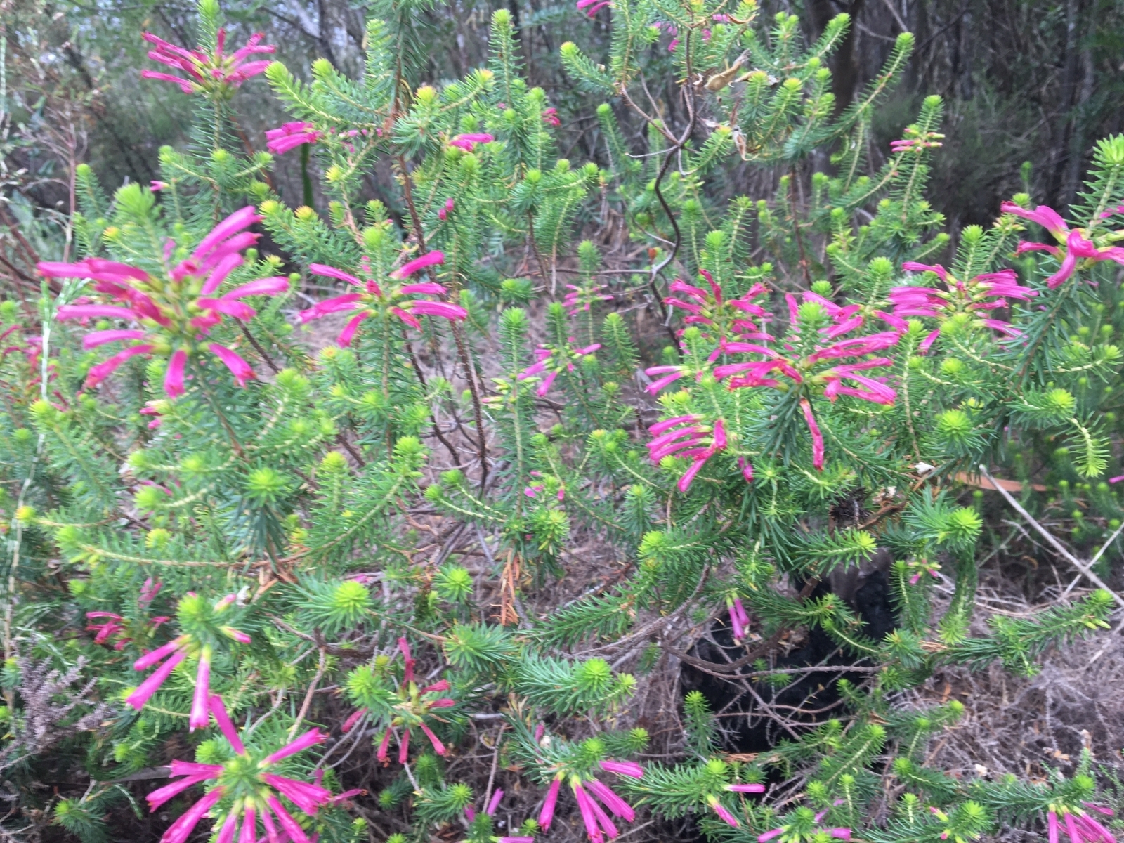 Erica abietina L.