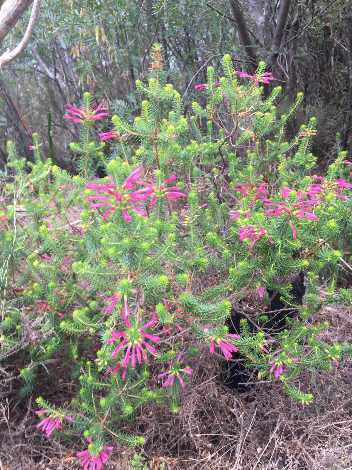 Erica abietina L.
