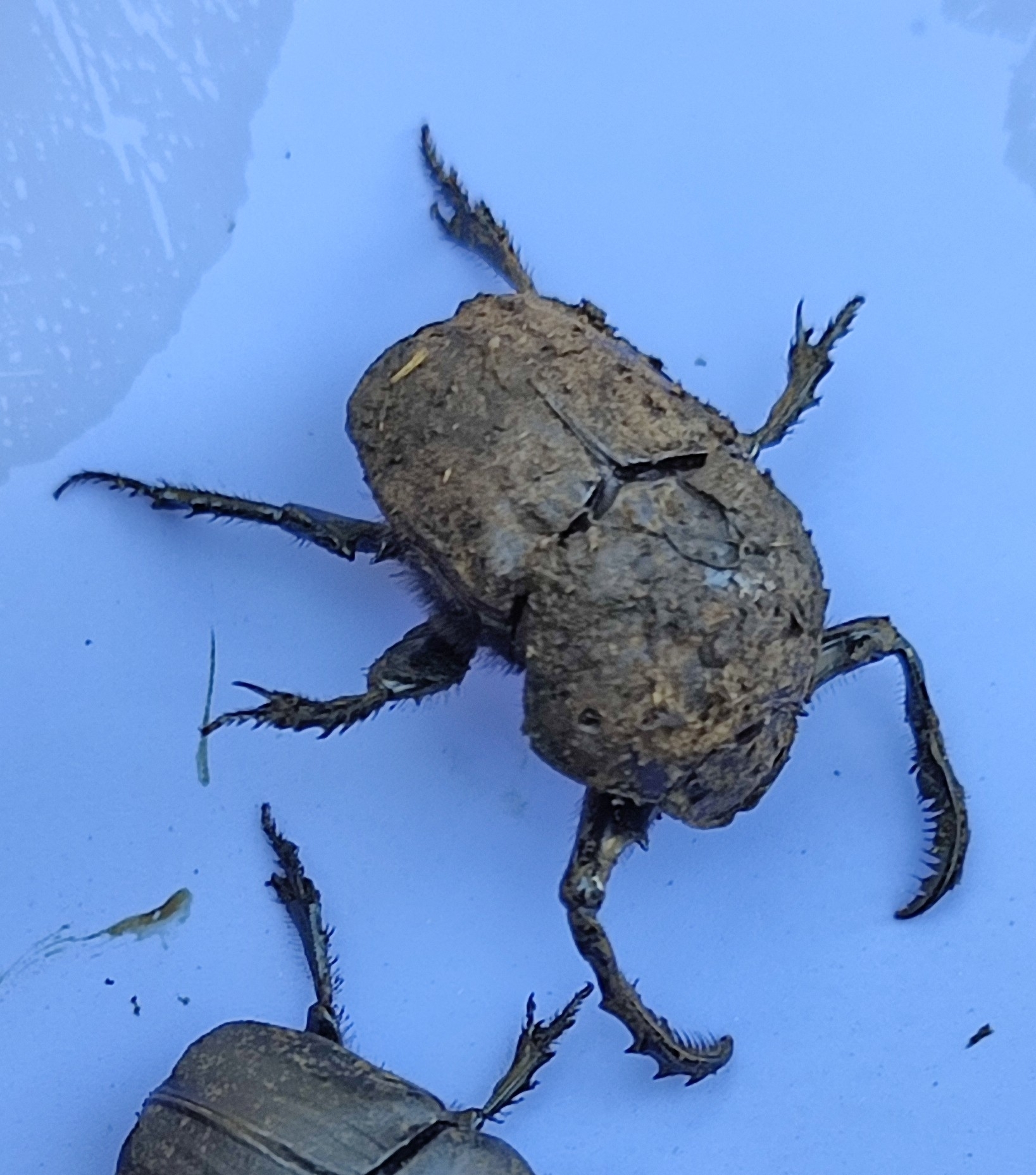 Onitis belial Fabricius, 1798