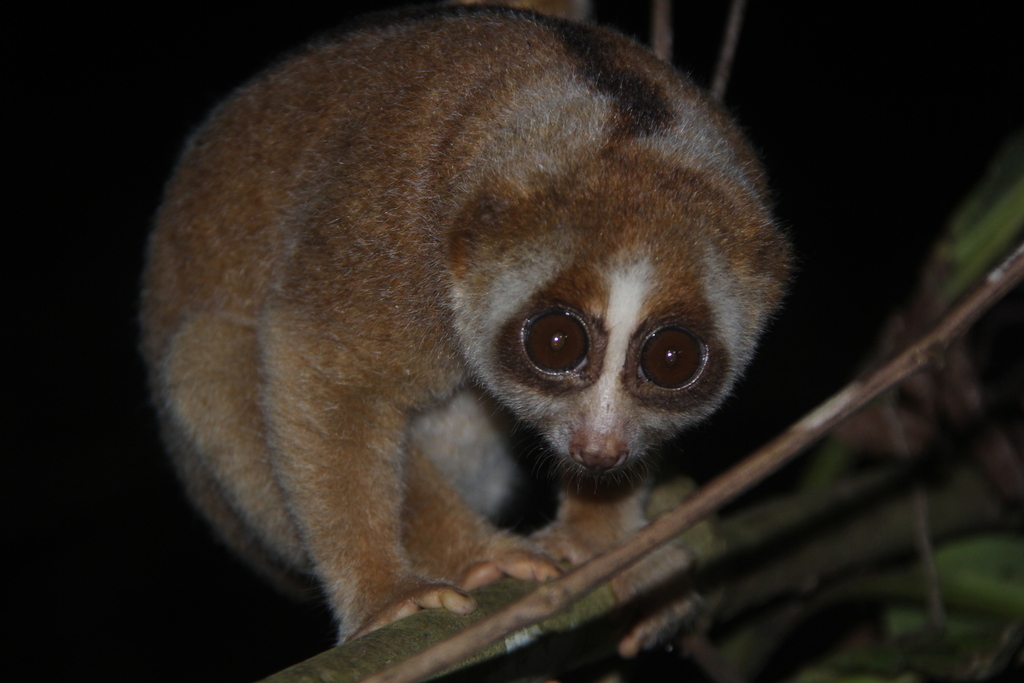 Lorises (Lorisinae) - Know Your Mammals