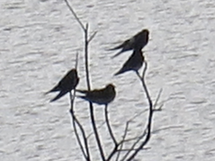 Hirundo rustica Linnaeus, 1758