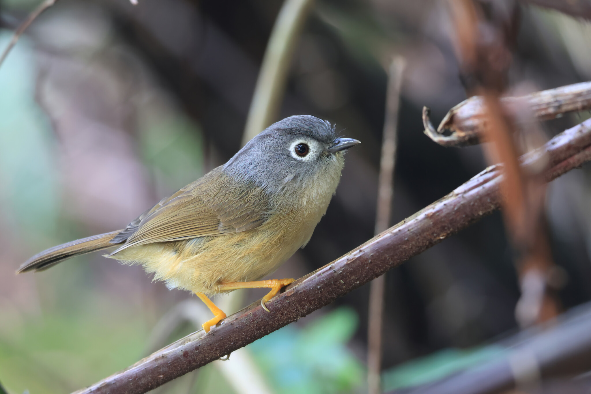 Alcippe morrisonia Swinhoe, 1863
