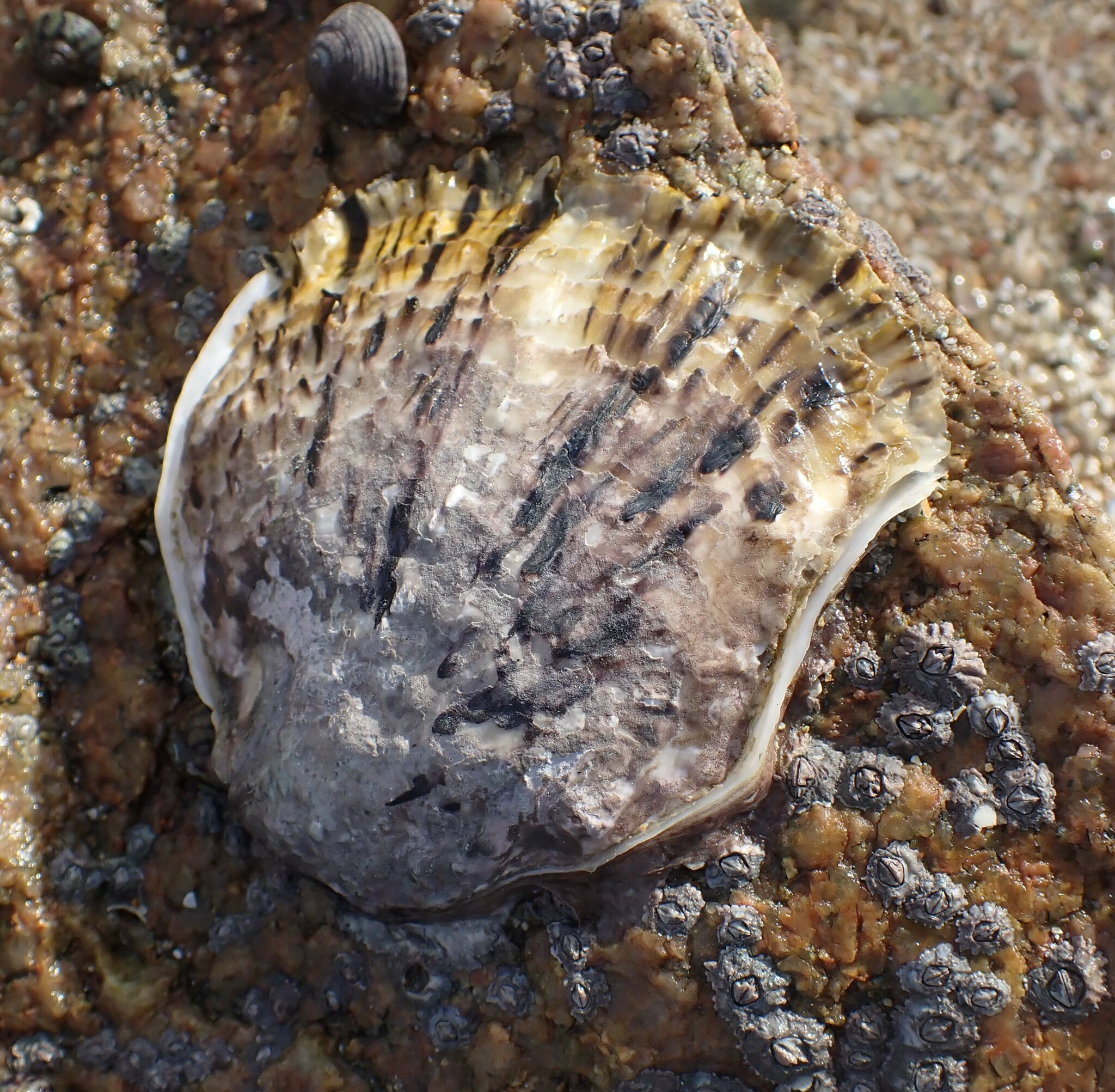 Magallana gigas (Thunberg, 1793)