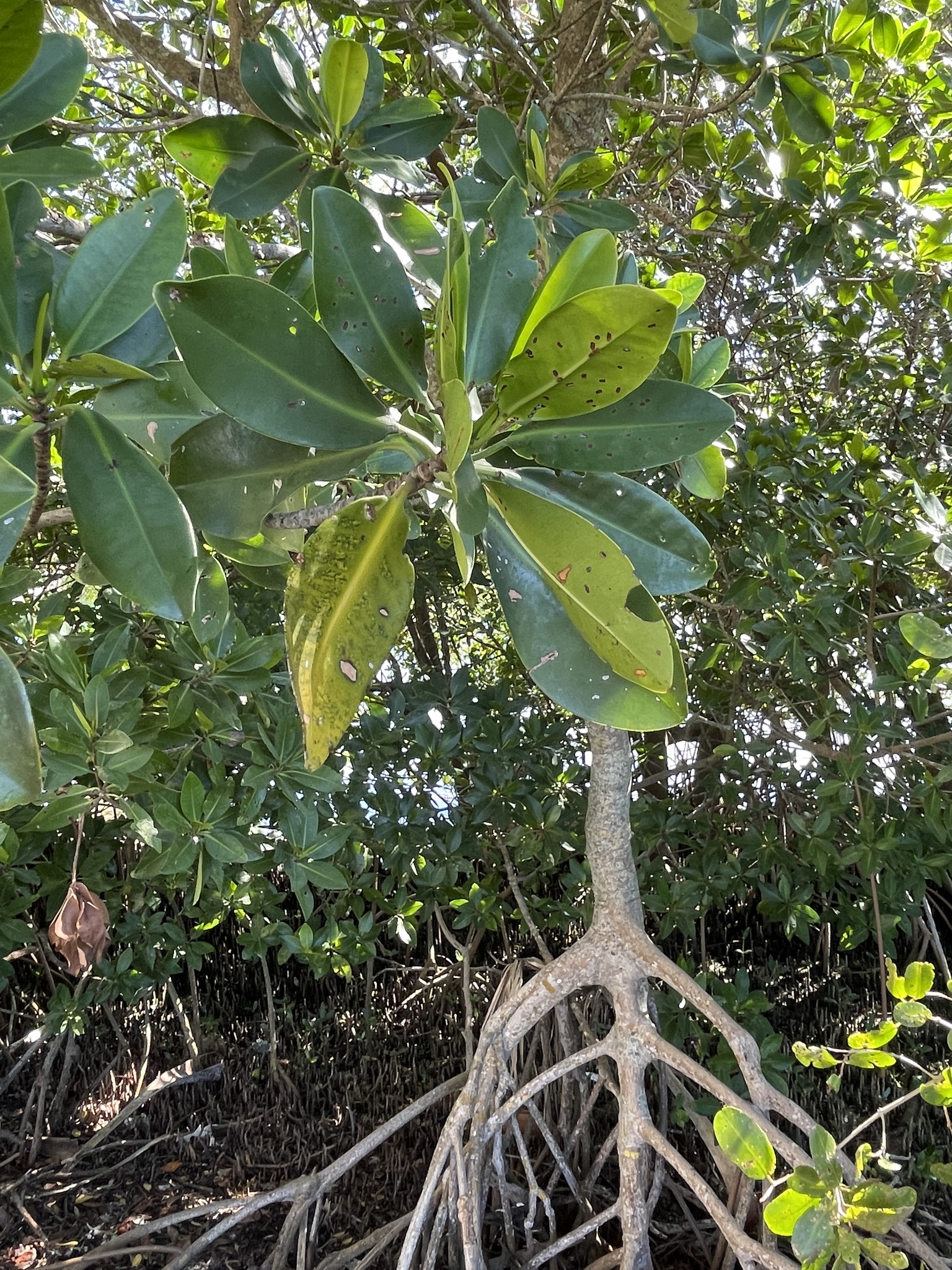 Rhizophora mangle L.