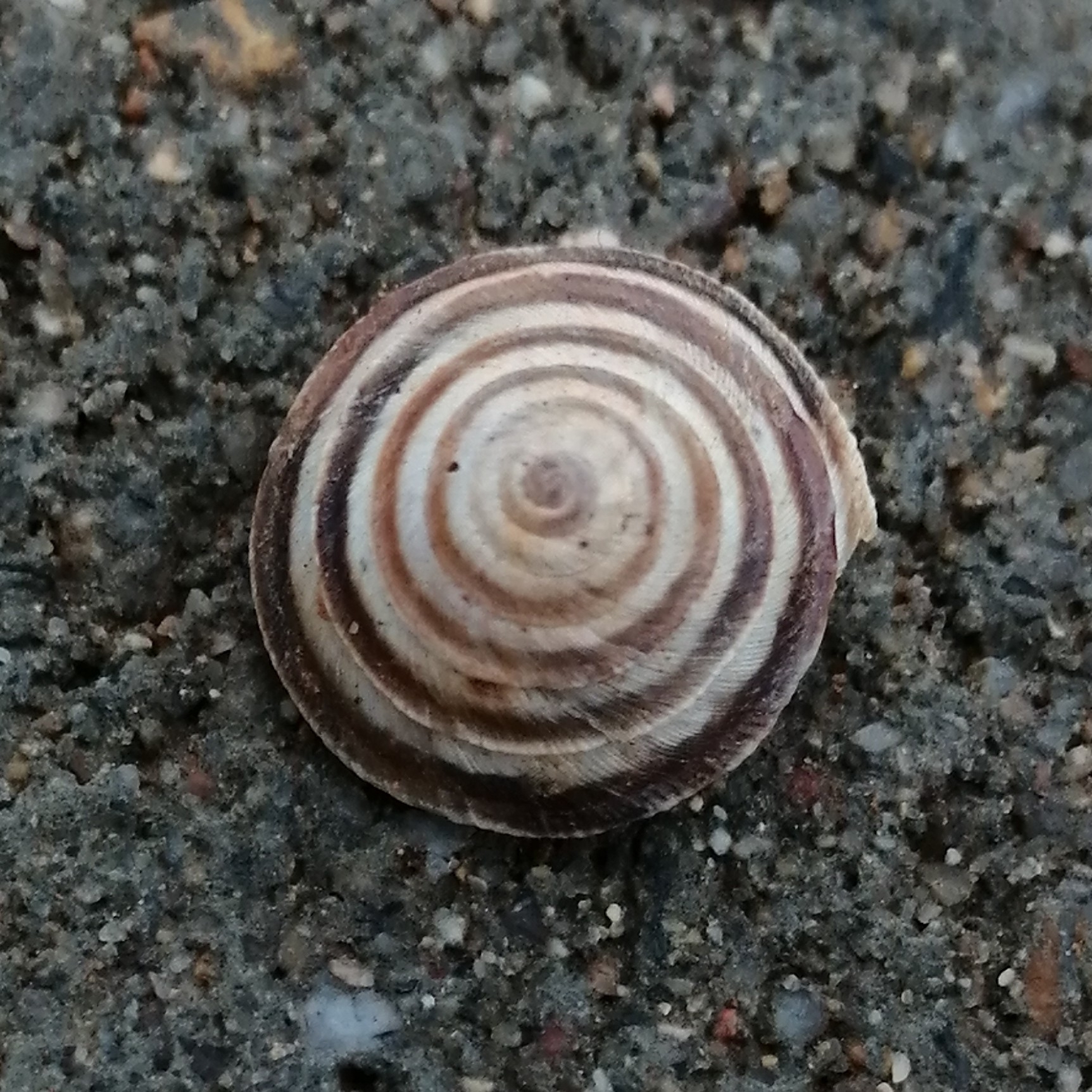 Trochoidea elegans (Gmelin, 1791)