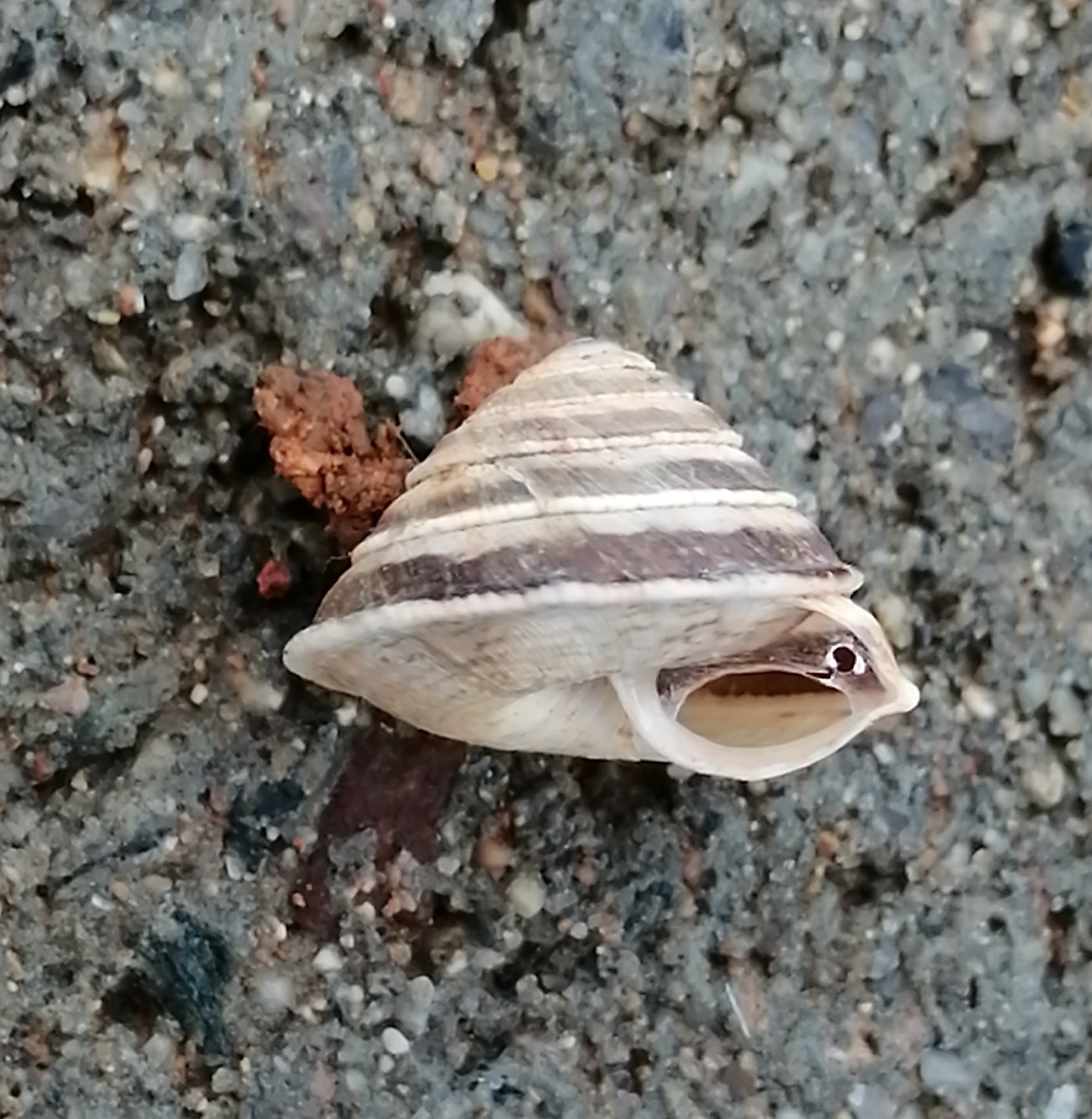 Trochoidea elegans (Gmelin, 1791)