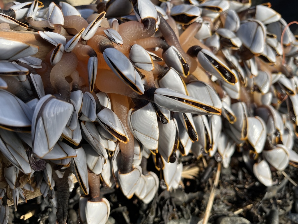 Pelagic Gooseneck Barnacle from Gwynedd, Wales, GB on January 09, 2023 ...