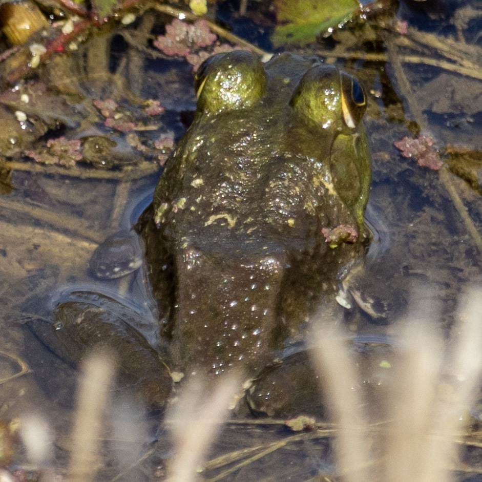 Lithobates catesbeianus (Shaw, 1802)
