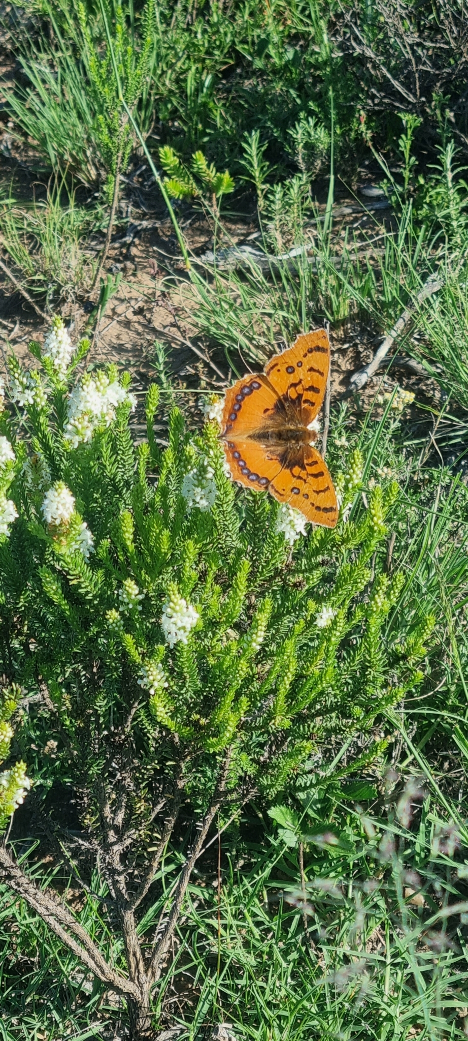 Catacroptera Karsch, 1894