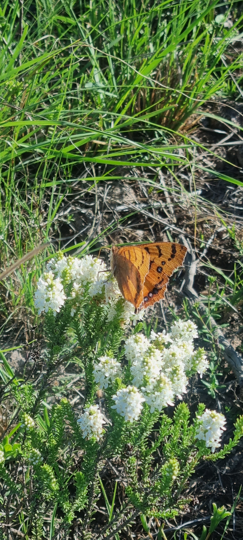 Catacroptera Karsch, 1894