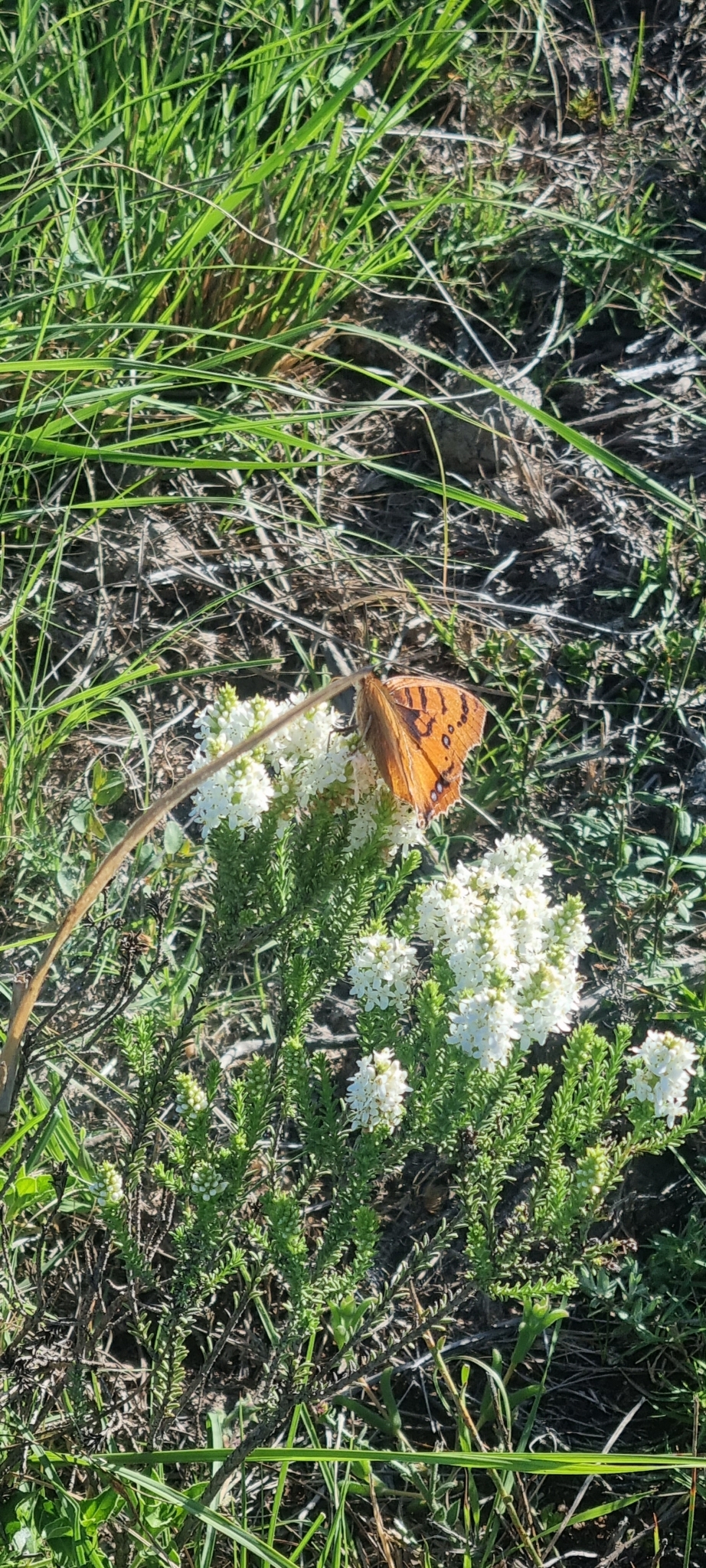 Catacroptera Karsch, 1894