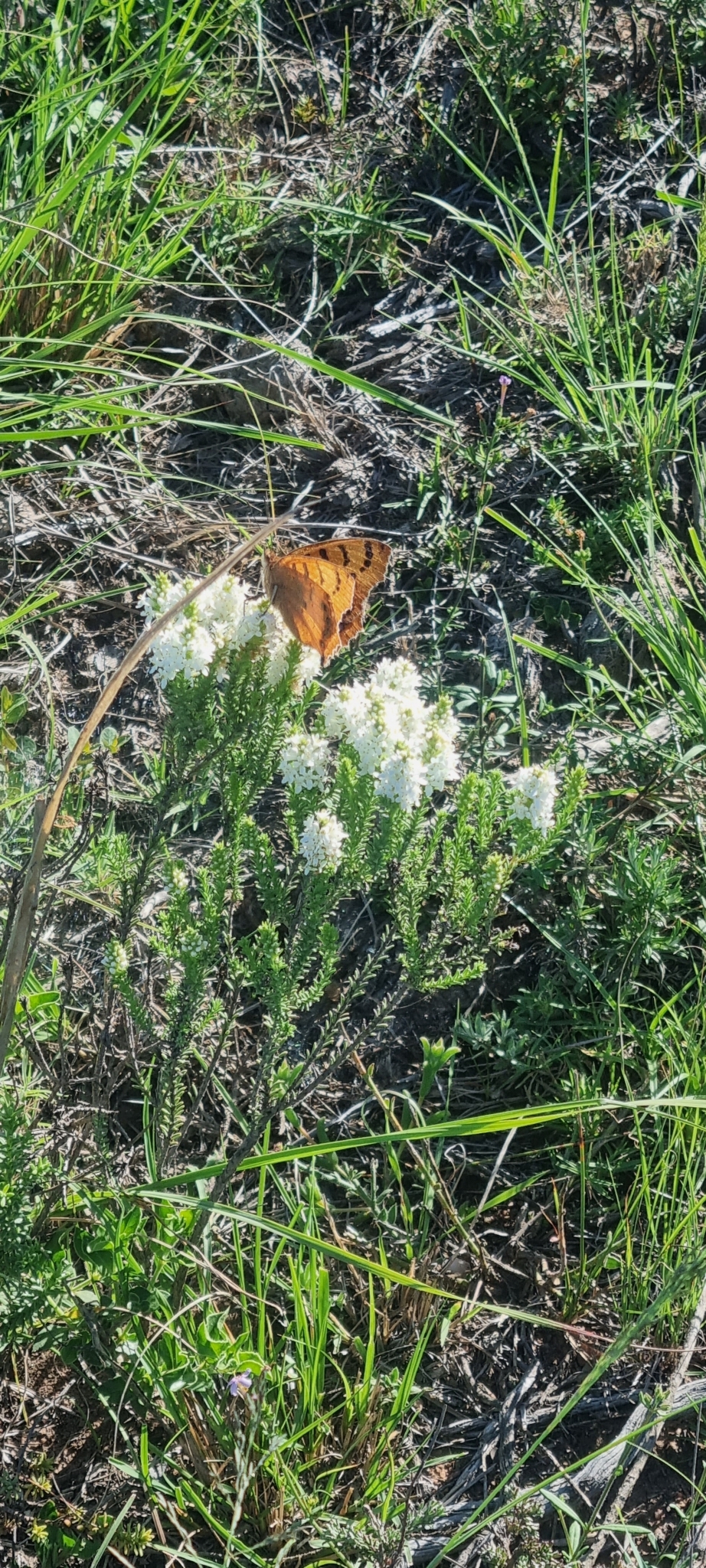 Catacroptera Karsch, 1894