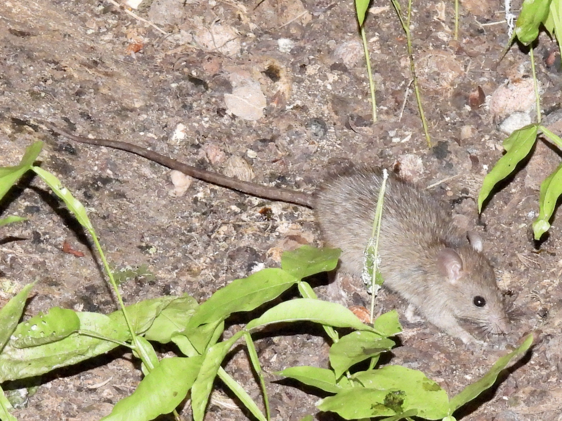 Rattus rattus (Linnaeus, 1758)