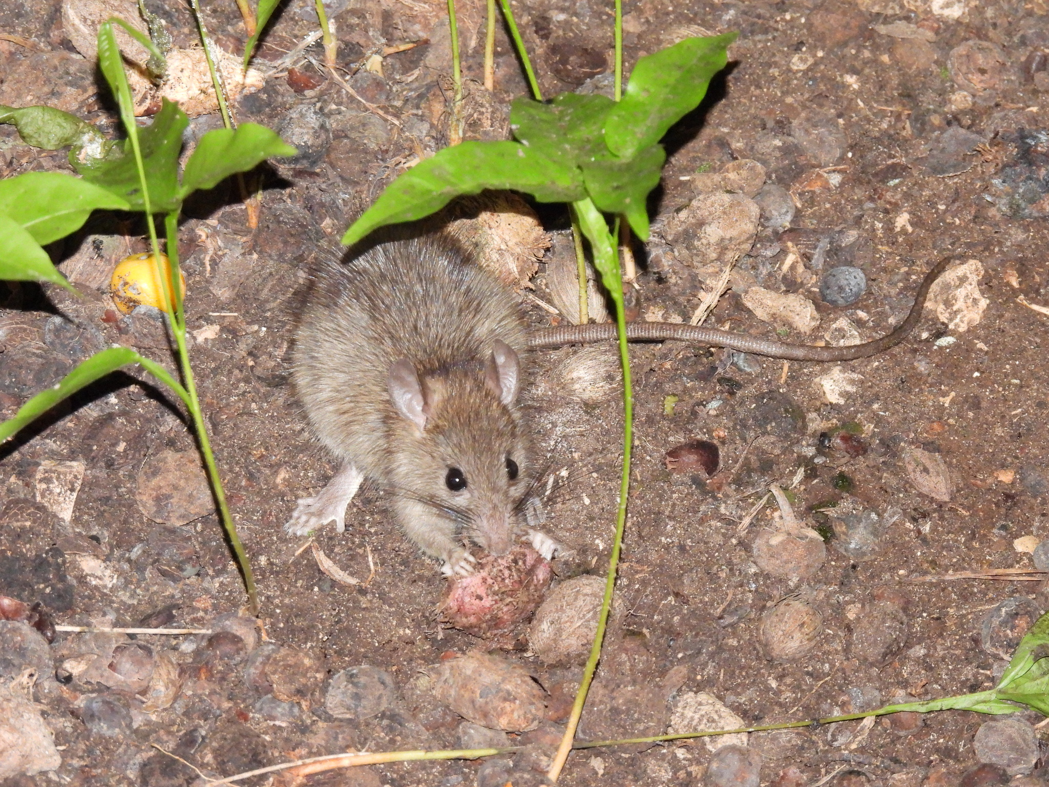 Rattus rattus (Linnaeus, 1758)