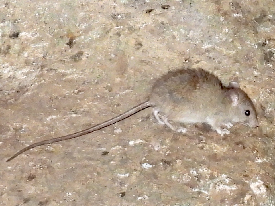 Rattus rattus (Linnaeus, 1758)