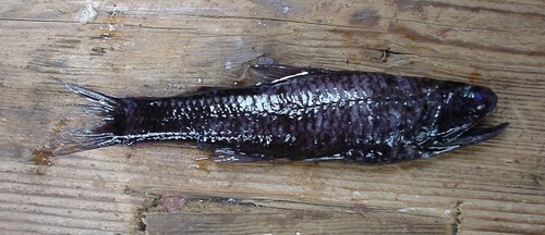 Brokenline Lanternfish (Lampanyctus jordani) · iNaturalist United Kingdom