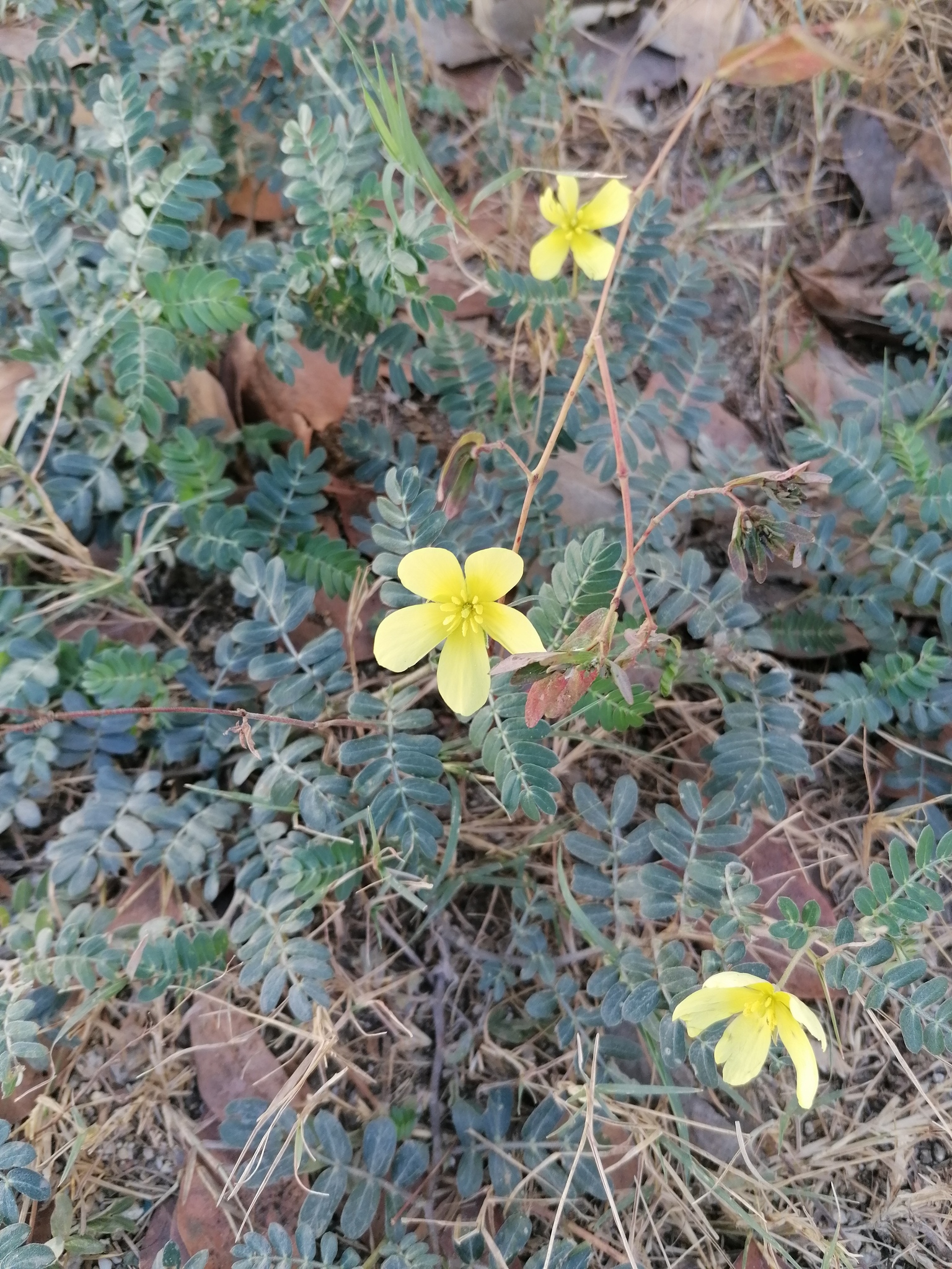 Tribulus L.