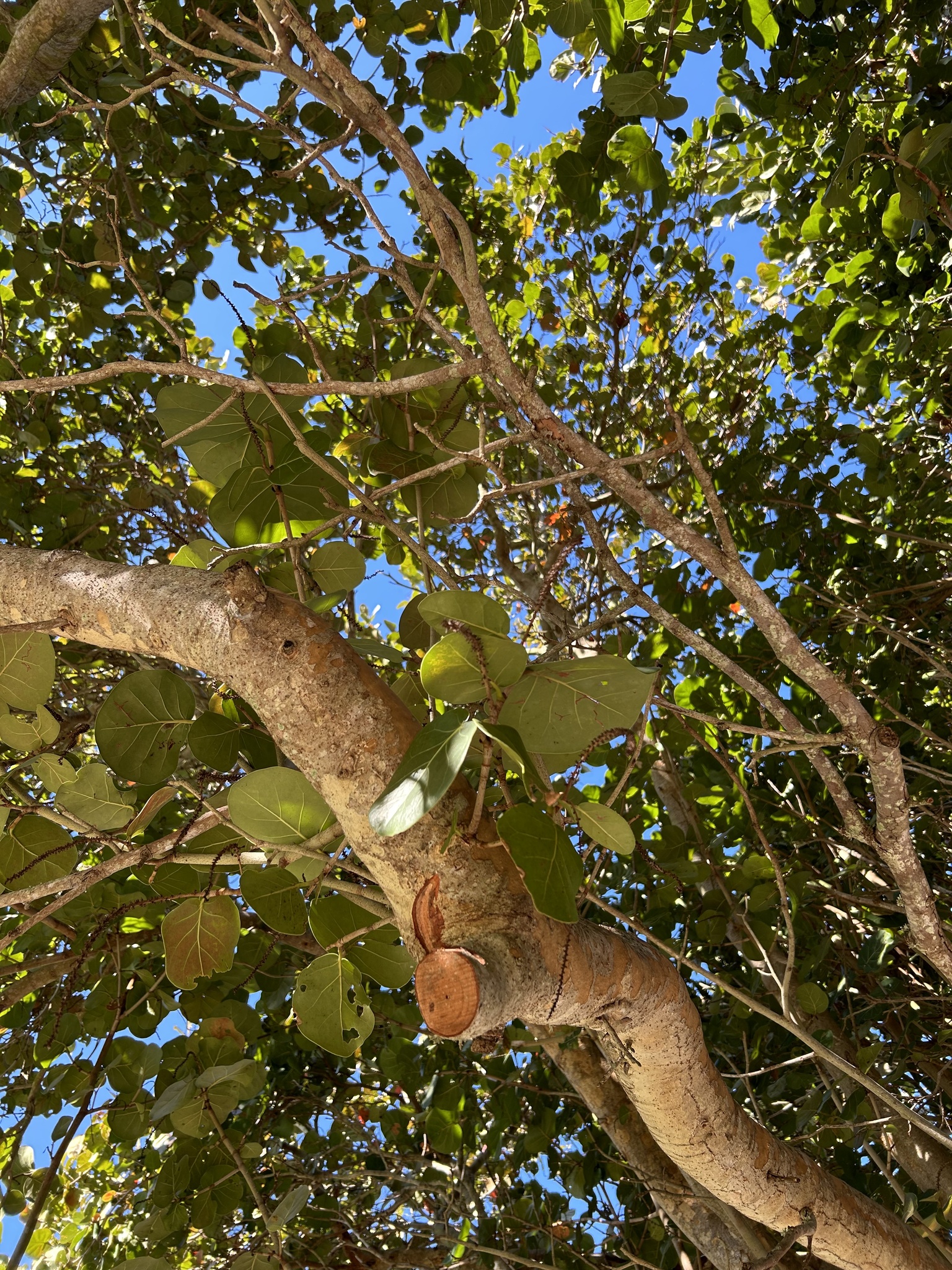 Coccoloba uvifera (L.) L.