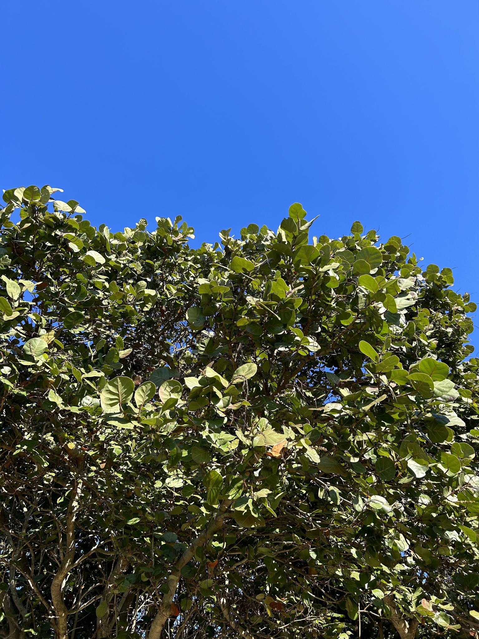 Coccoloba uvifera (L.) L.