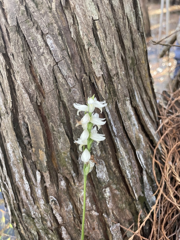Marsh Ladies' Tresses from Everglades National Park, Homestead, FL, US ...