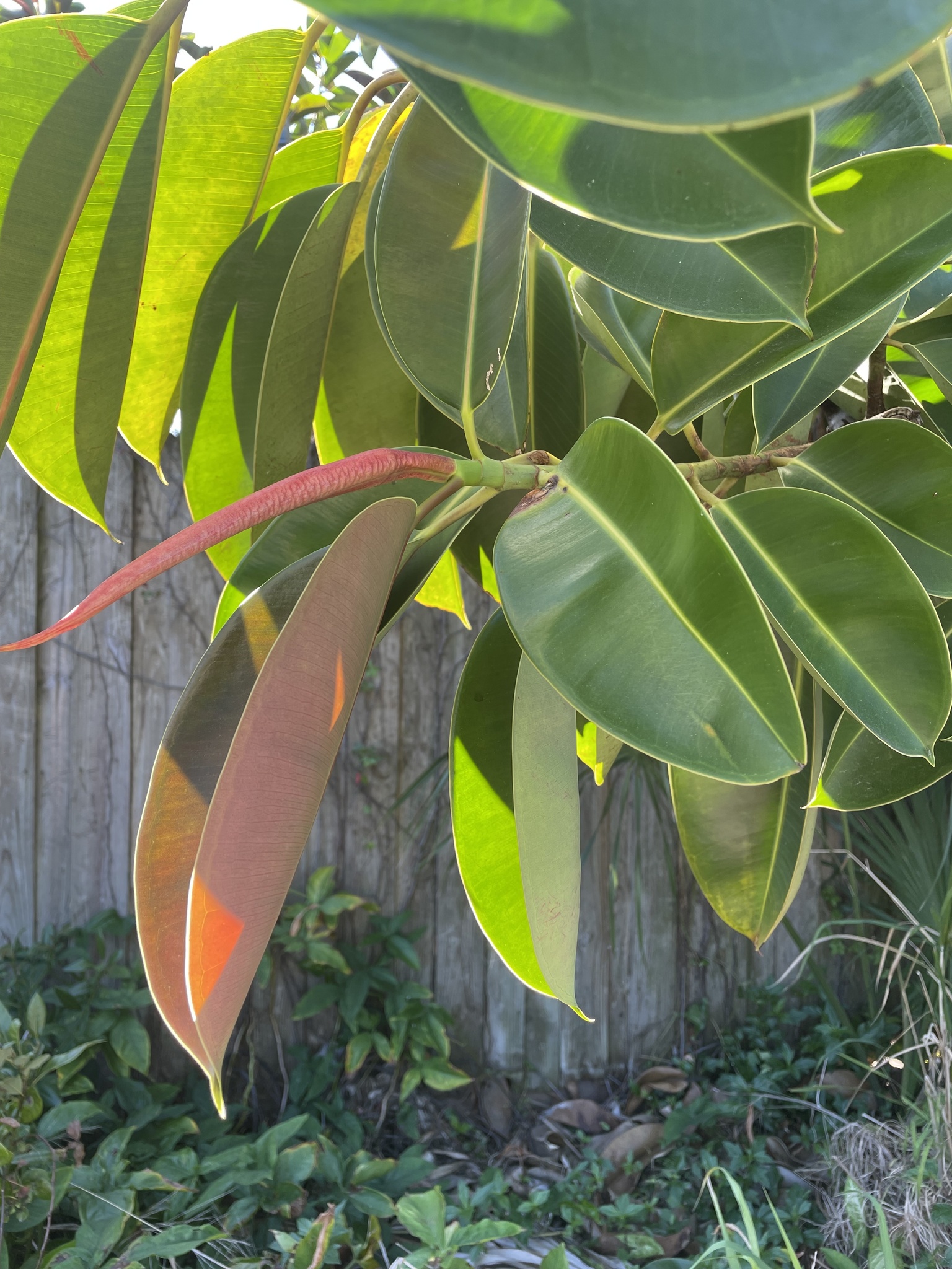 Ficus elastica Roxb.