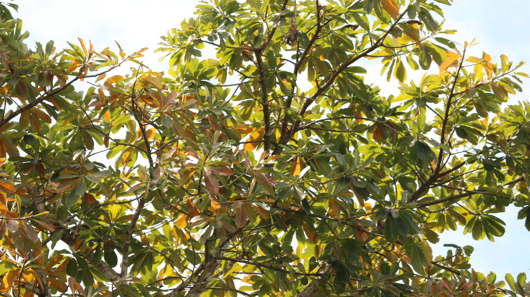 Couroupita nicaraguarensis DC.