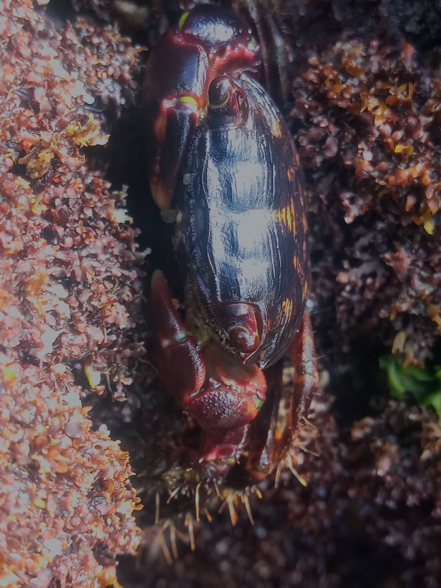 Pachygrapsus transversus (Gibbes, 1850)