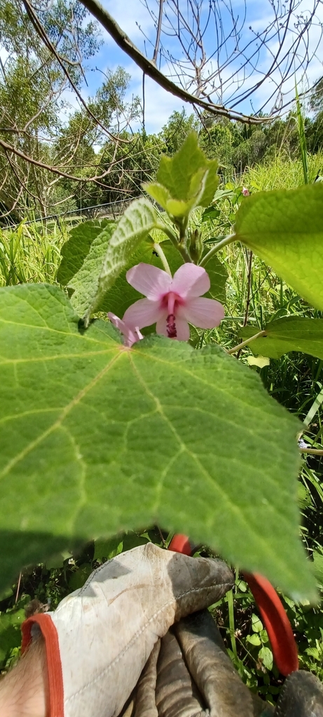 Caesar weed from Stafford Heights, AU-QL, AU on January 09, 2023 at 09: ...