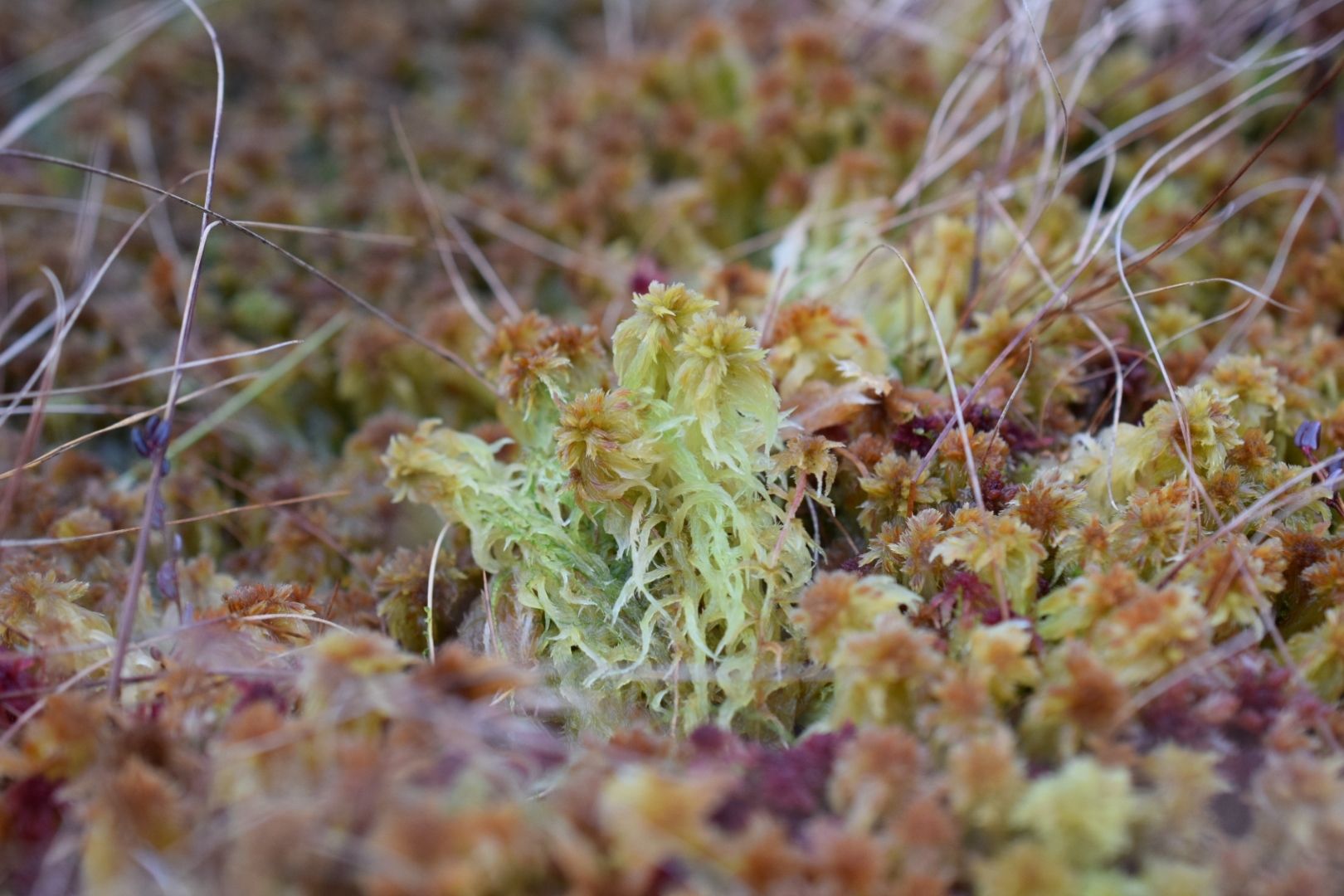 Sphagnum L.