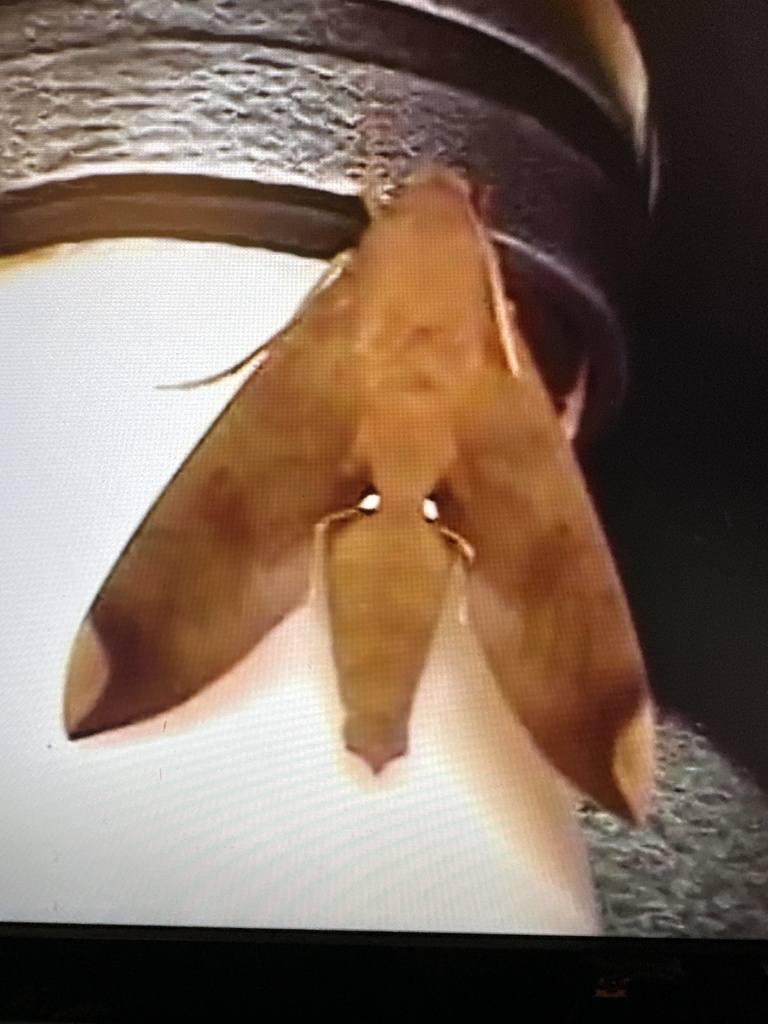 Fig Sphinx from El Moreno St, La Crescenta, CA, US on January 9, 2023 ...