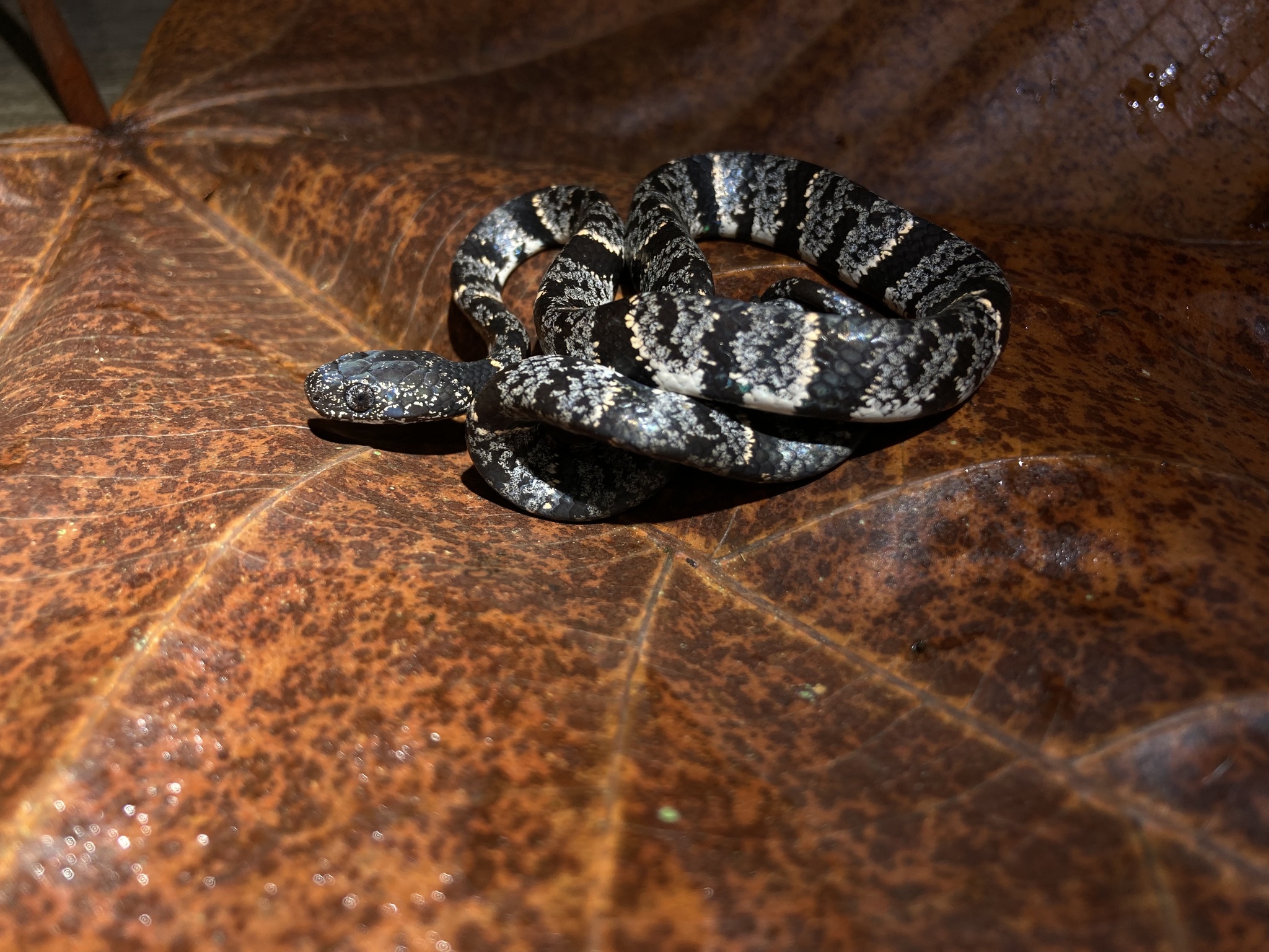 Sibon nebulatus (Linnaeus, 1758)