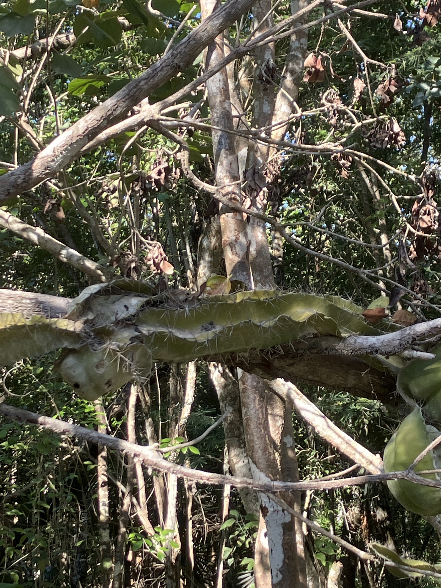 Deamia testudo (Karw.) Britton & Rose