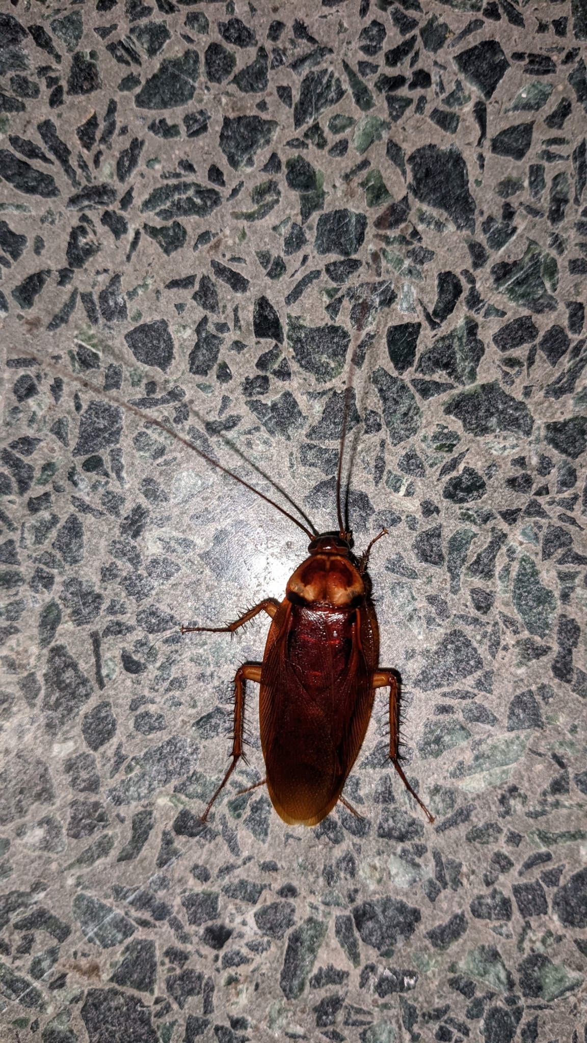 Periplaneta americana (Linnaeus, 1758)