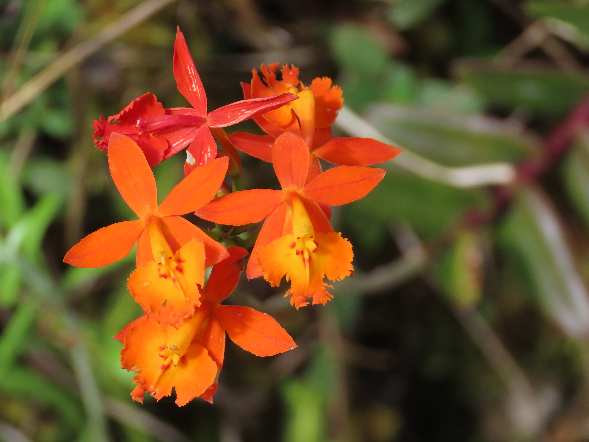 Epidendrum L.