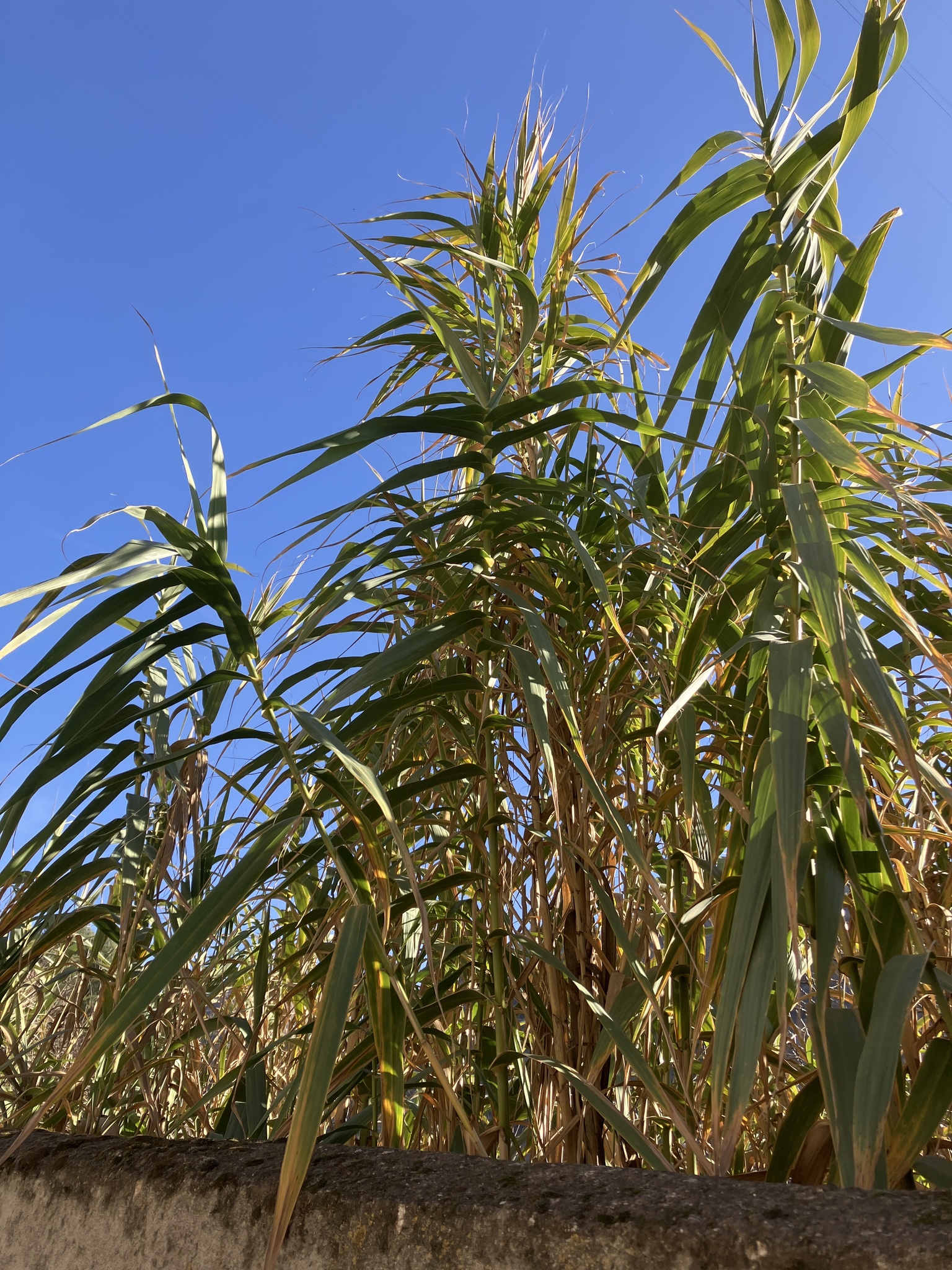 Arundo donax L.