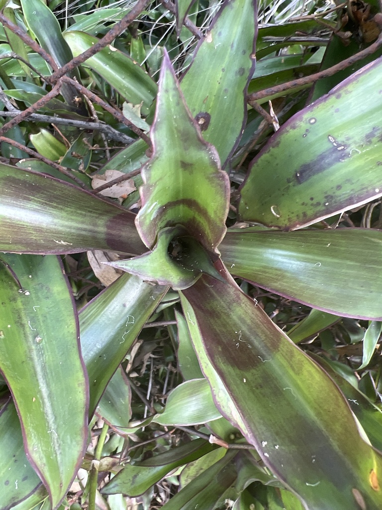 False Bromeliad Plant from Yeronga Memorial Park, Yeronga, QLD, AU on ...