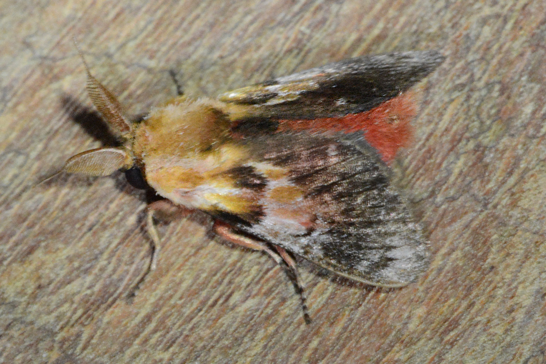 Aididae