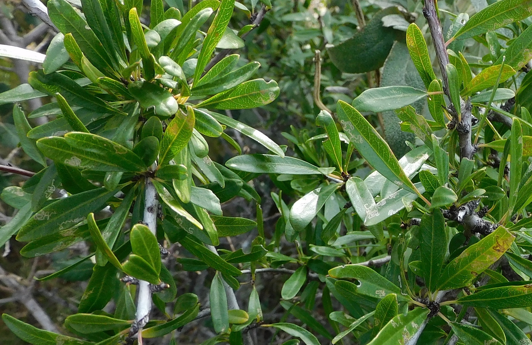 Rhamnus oleoides L.