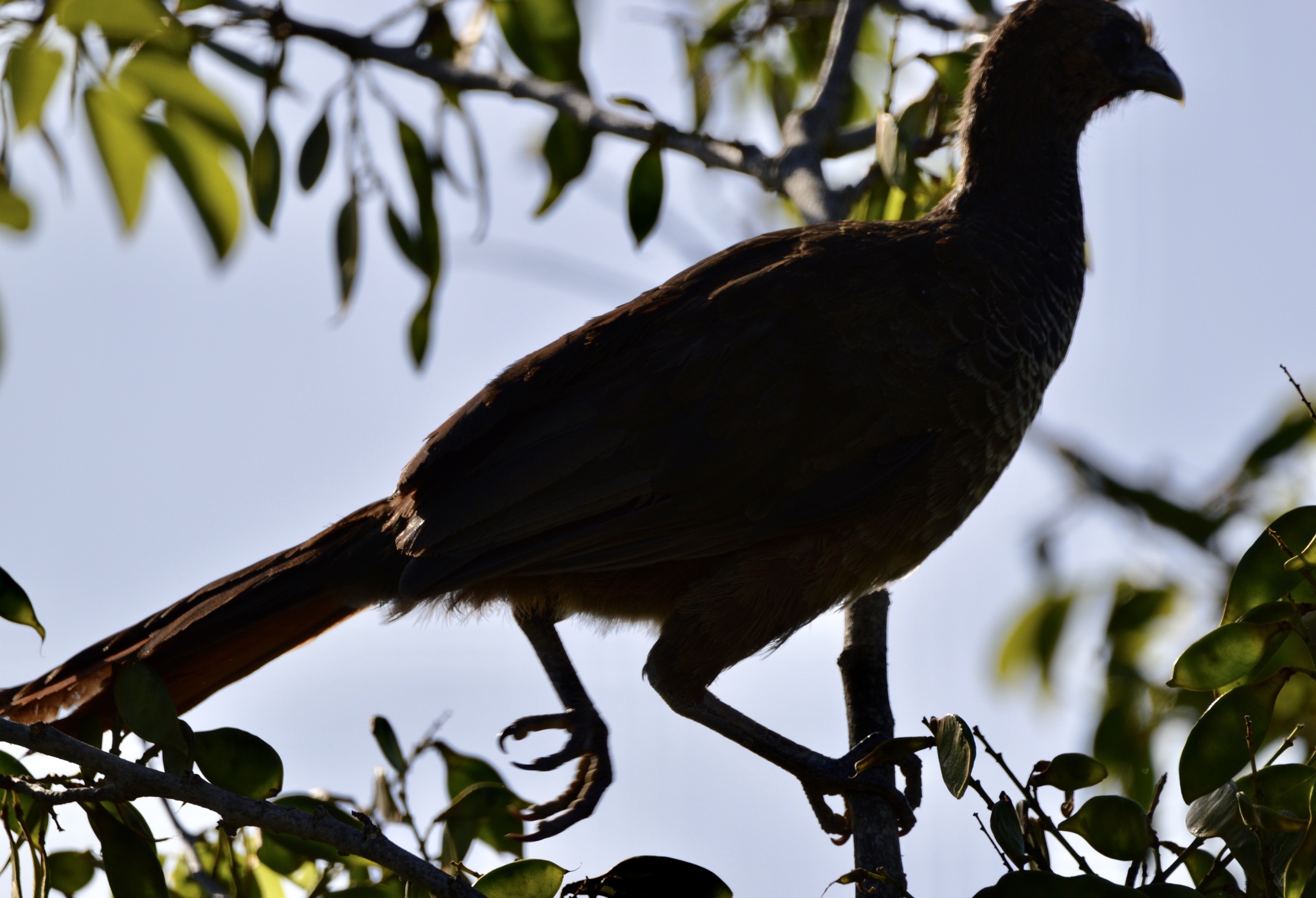 Ortalis squamata Lesson, 1829