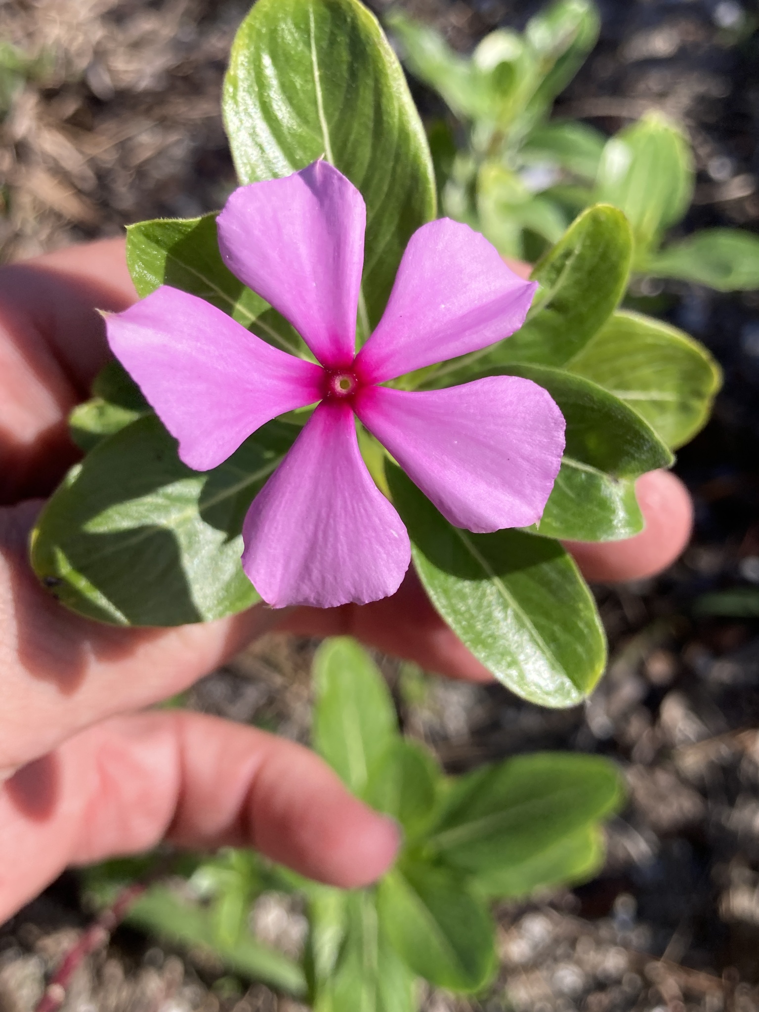 Catharanthus roseus (L.) G.Don