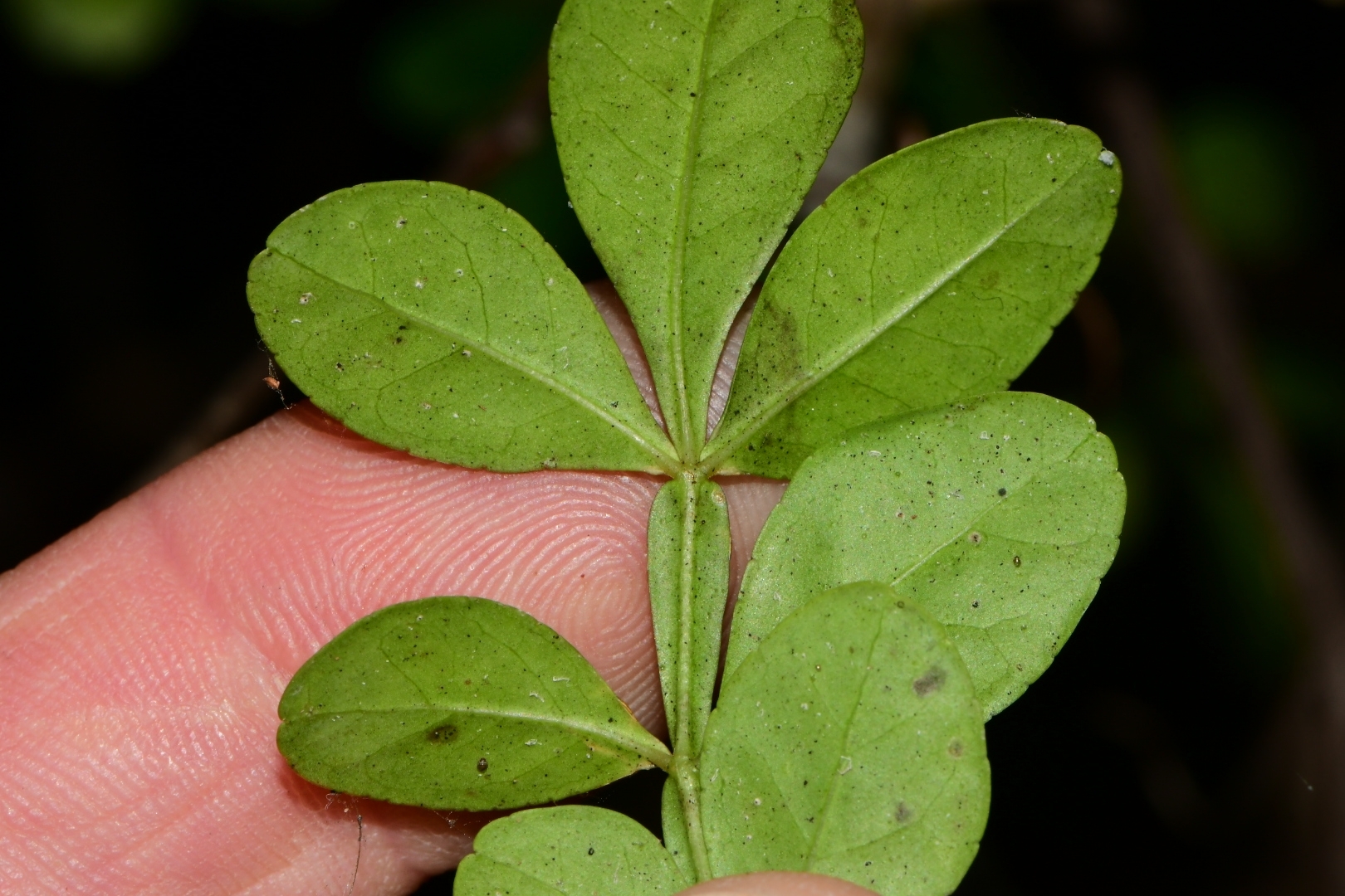 Zanthoxylum fagara (L.) Sarg.