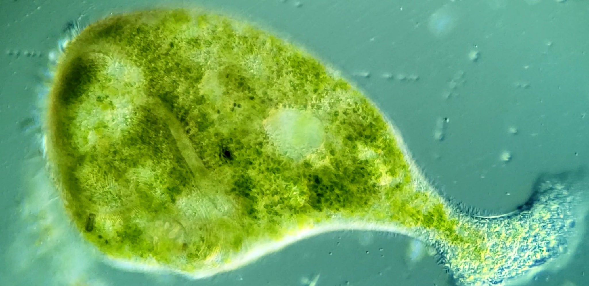 Heterotrichida