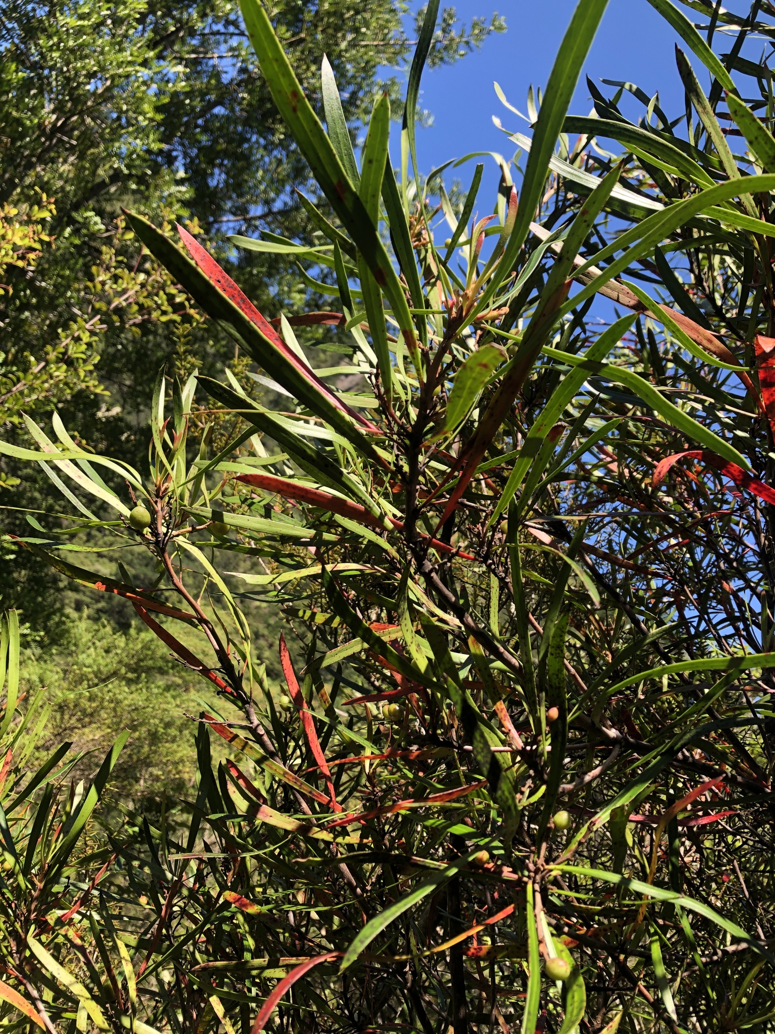 Toronia L.A.S.Johnson & B.G.Briggs