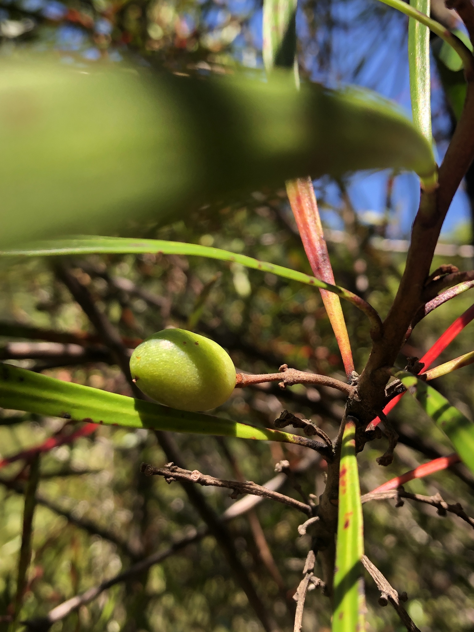 Toronia L.A.S.Johnson & B.G.Briggs