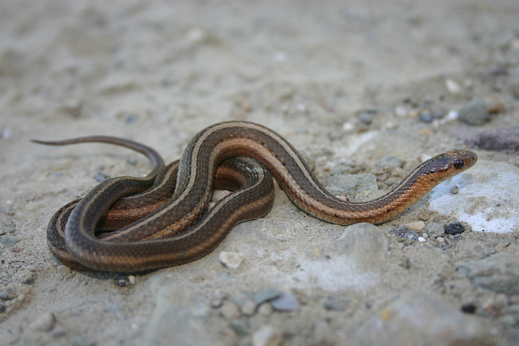 Short-headed Garter Snake in August 2017 by rkluzco · iNaturalist