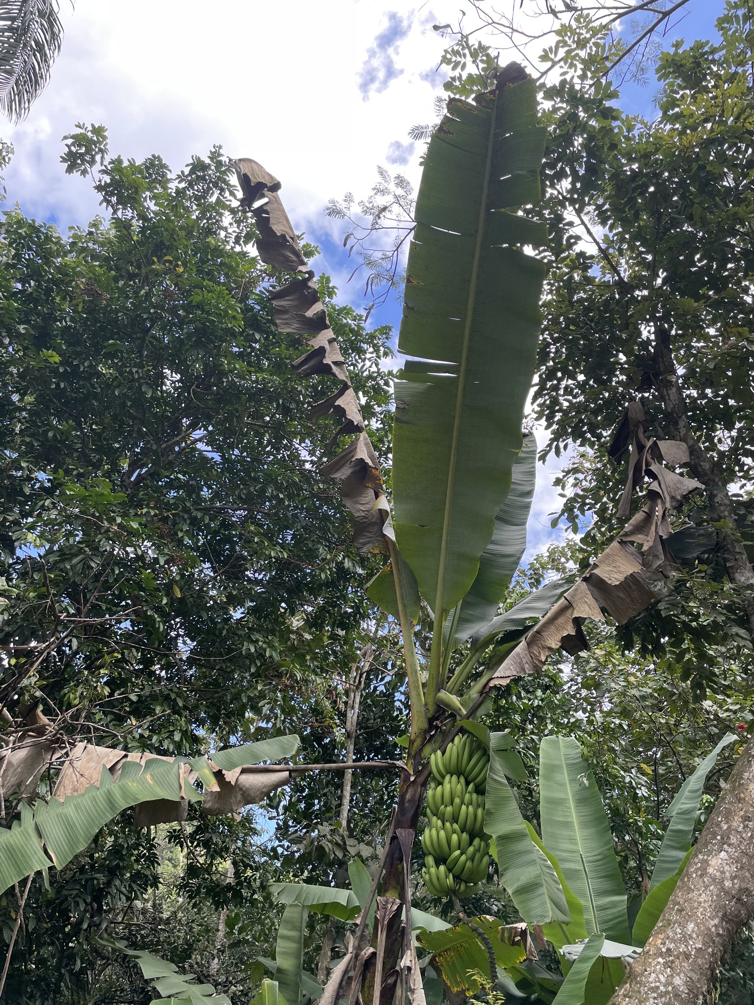 Musa acuminata Colla