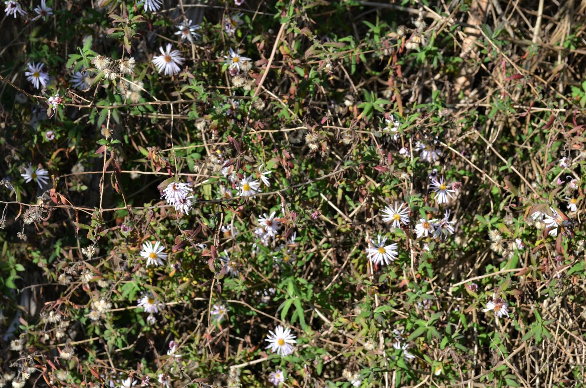 Ampelaster carolinianus (Walter) G.L.Nesom