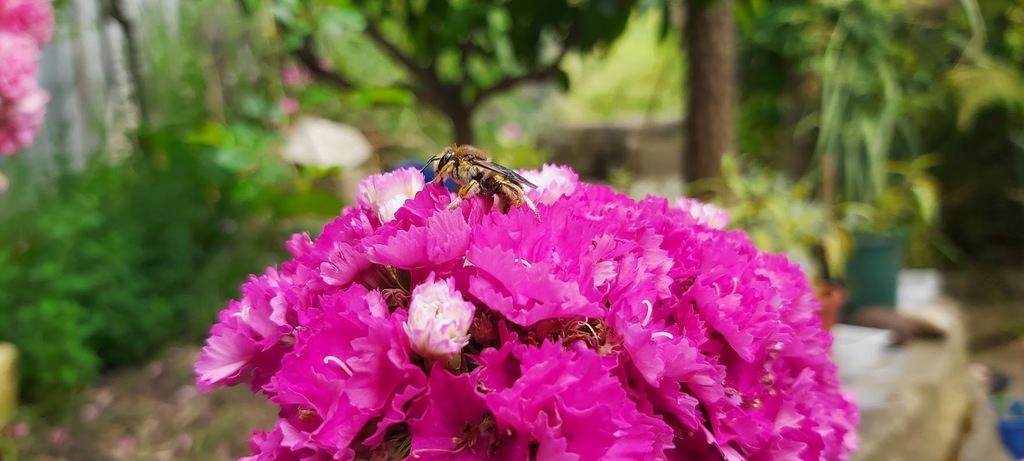 Bees from Launceston, Tasmania, Australia on December 29, 2022 at 11:27 ...